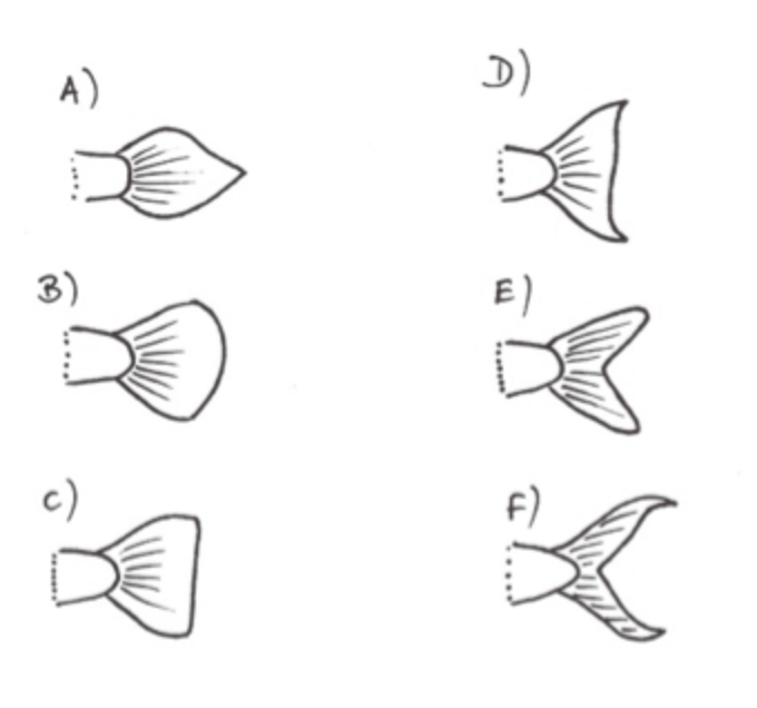 Nada além de nadadeiras - Grupo Sarlo
