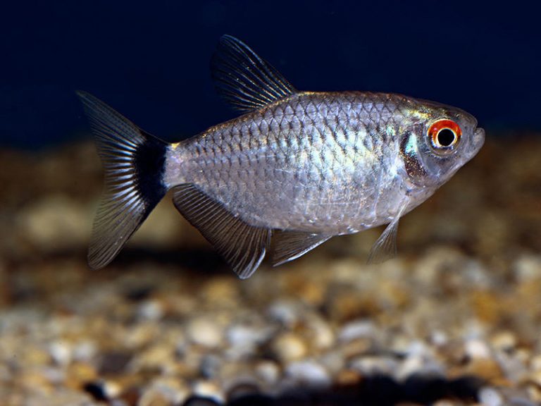 Piaba ou lambari? - Grupo Sarlo