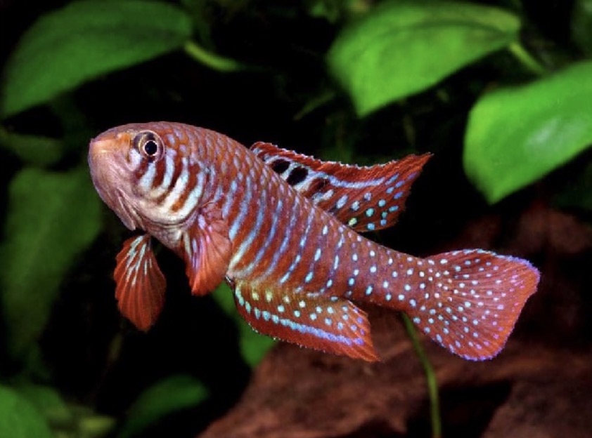 SarloCast #37 - Killifishes: O peixe Guerreiro! - Grupo Sarlo