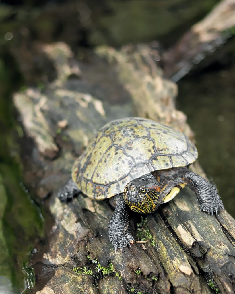 O que são aquaterrários e como montar um